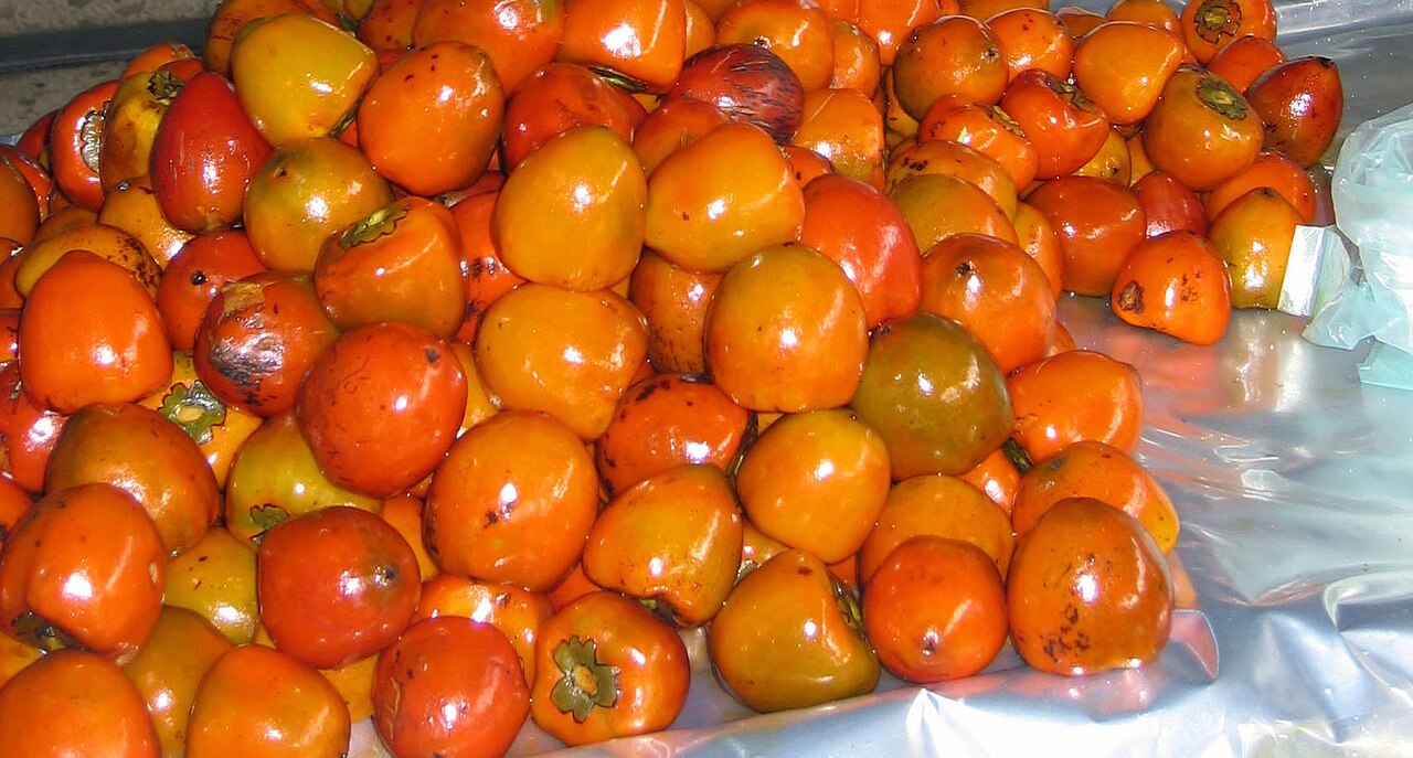 Praise for the Pejibaye River - Pacuare Outdoor Center